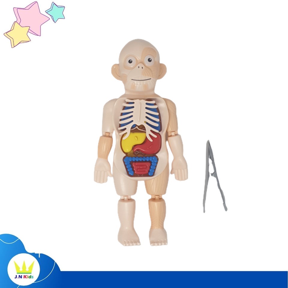 Jual Mainan Anak Edukasi Human Body Model Organ Tubuh Belajar Anatomi ...