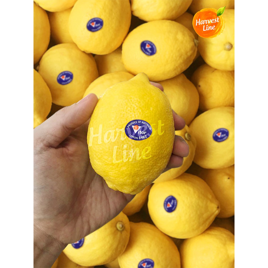 Jual BUAH LEMON IMPORT 1 KG IMPOR PREMIUM [HARVEST LINE] | Shopee Indonesia