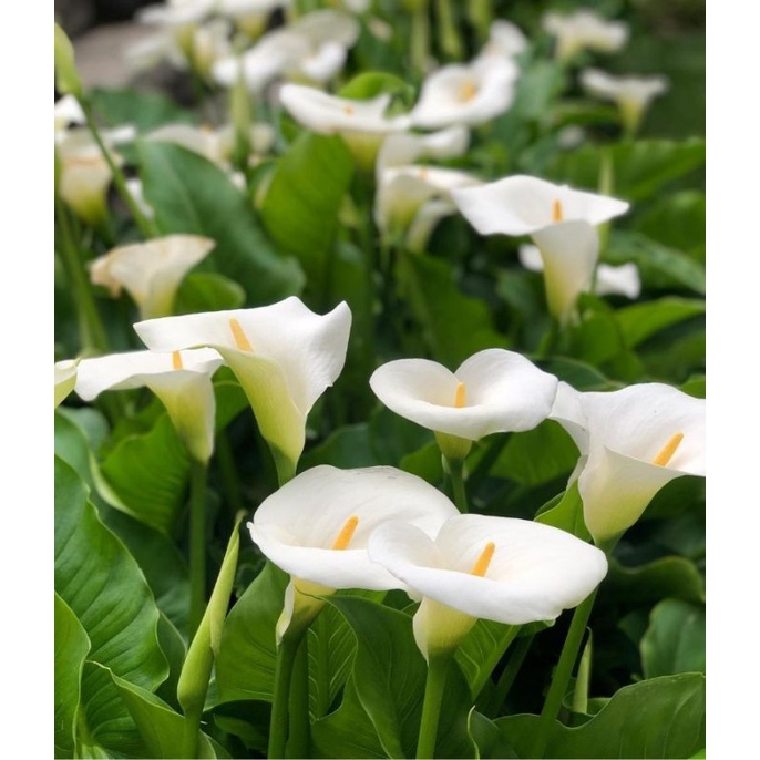 Jual Bunga calla lily putih / calla lillies | Shopee Indonesia