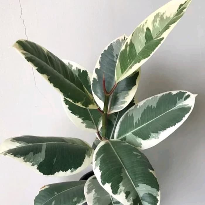 Jual PROMO Tanaman hias karet kebo variegata | Shopee Indonesia