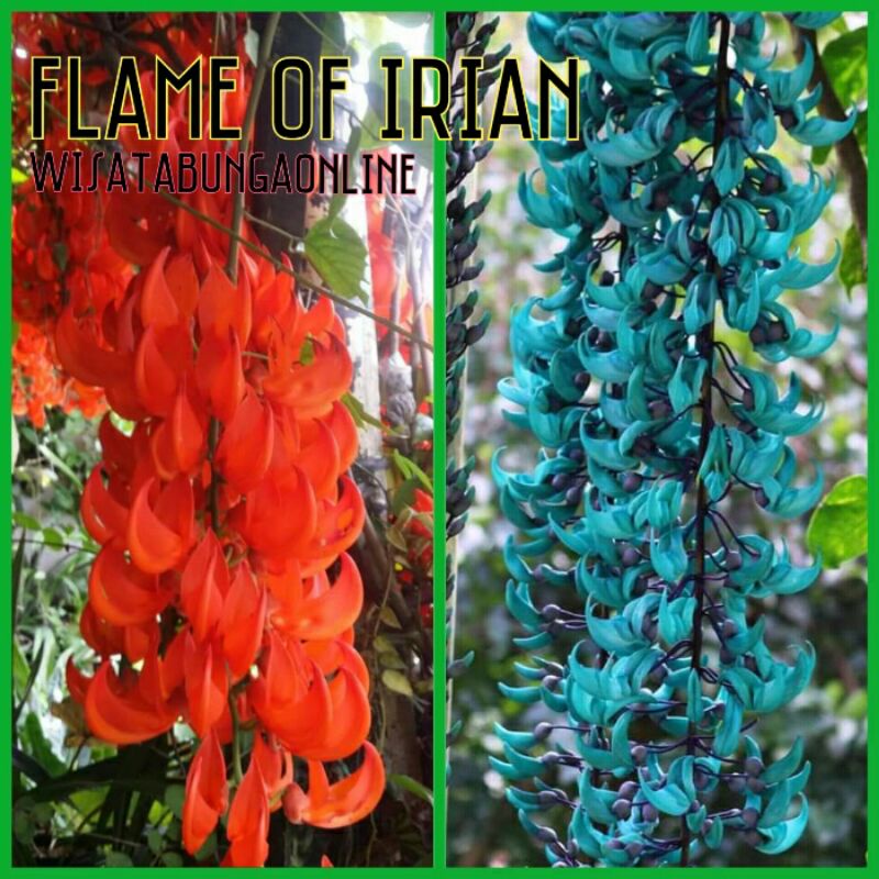 Jual tanaman hias merambat flame of irian | Shopee Indonesia