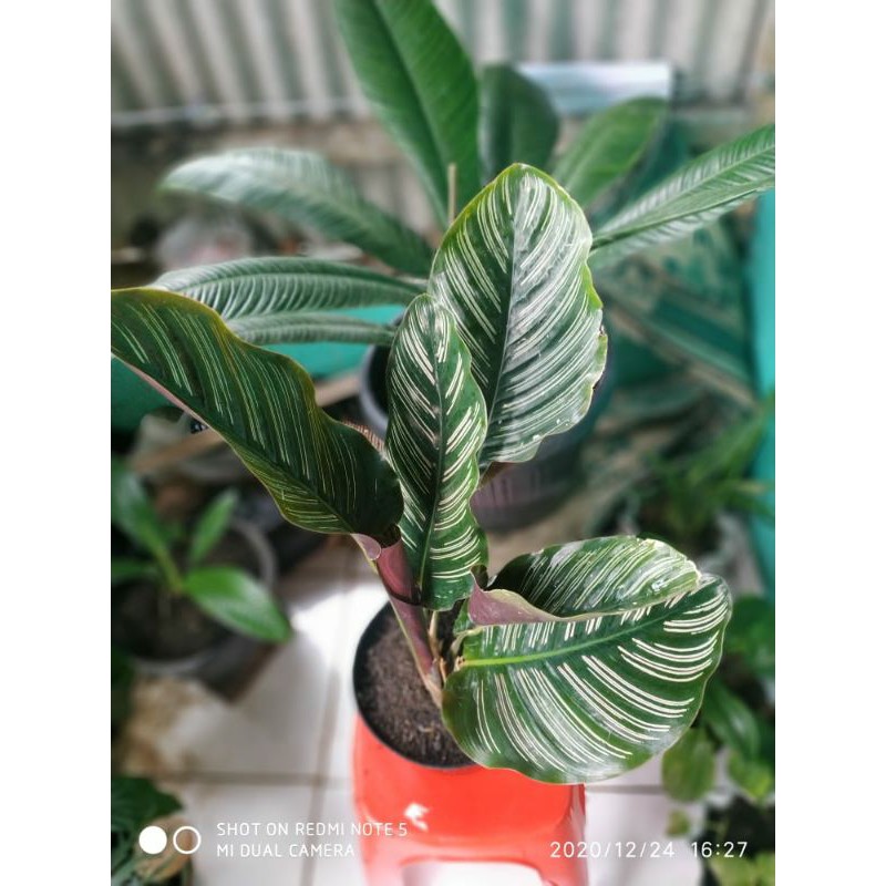 Jual BUNGA CHALATEA BATIK (ORNATA ) | Shopee Indonesia