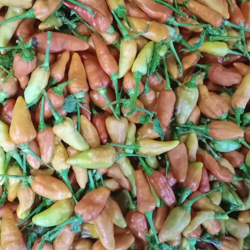 Jual Cabe Rawit Merah 250 gram | Shopee Indonesia