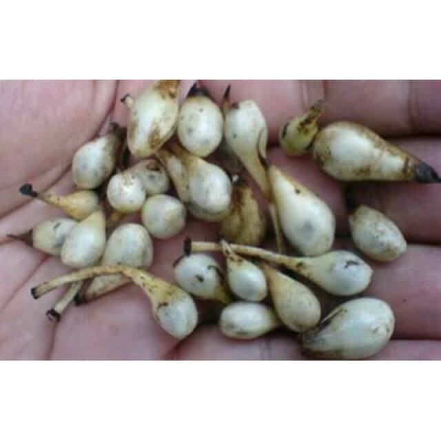 Jual BUAH MARASI ATAU LEMBA PENGUBAH RASA APAPUN JADI MANIS MIRACLE ...