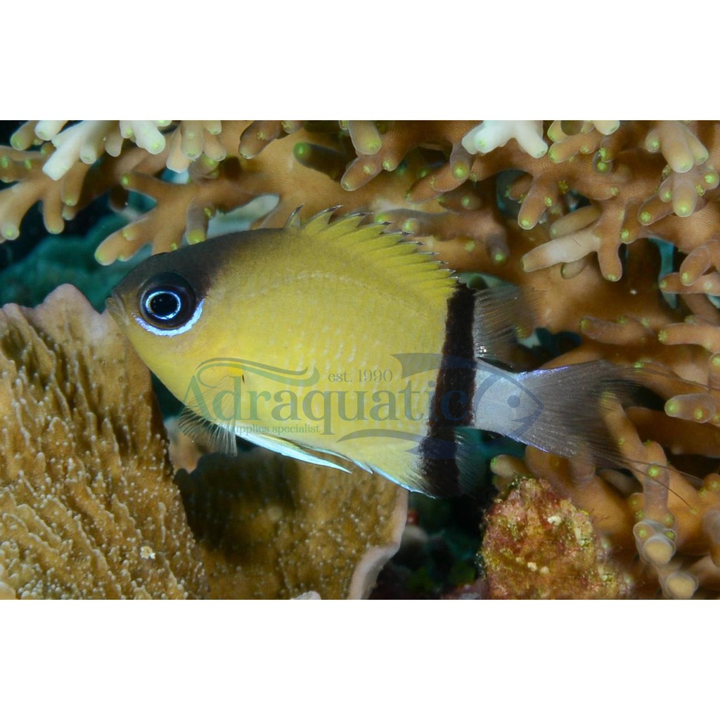 Jual (INSTANT BANDUNG) IKAN HIAS AIR LAUT BETOK SUSU CHROMIS ...