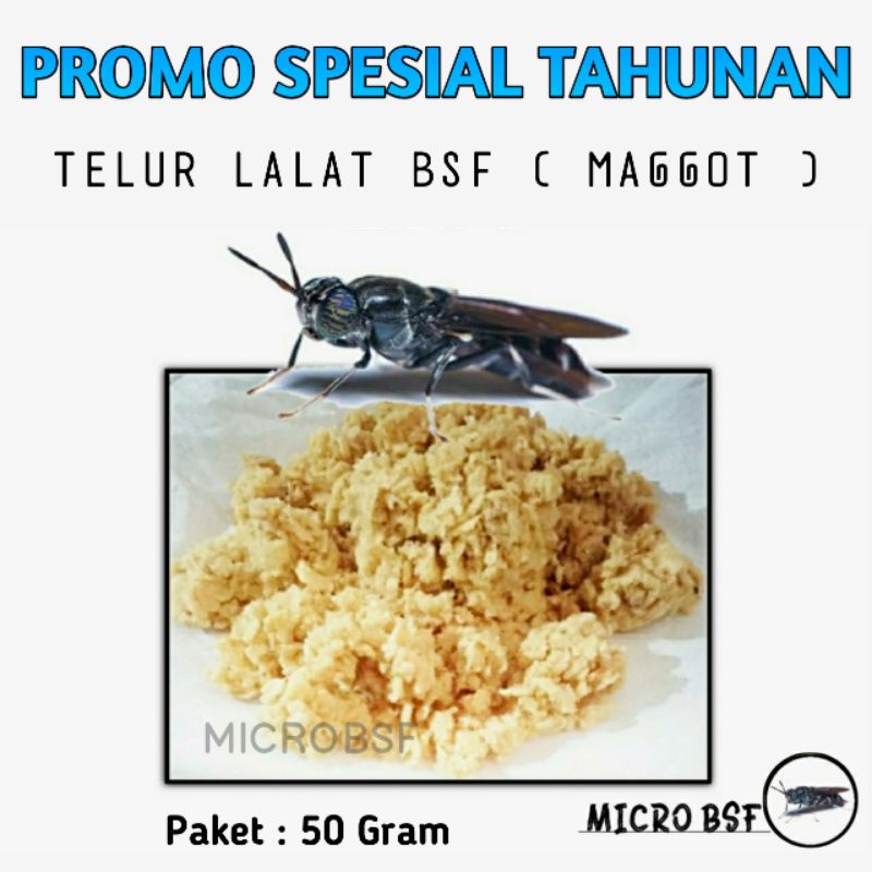 Jual Paket 50 Gram , Telur Lalat BSF ( MAGGOT ), Spesial Promo Tahunan ...