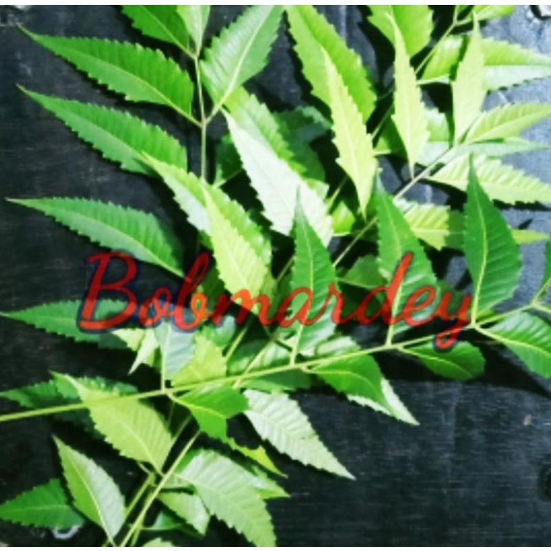 Jual Daun mimba mindi neem segar baru metik 1 kg | Shopee Indonesia