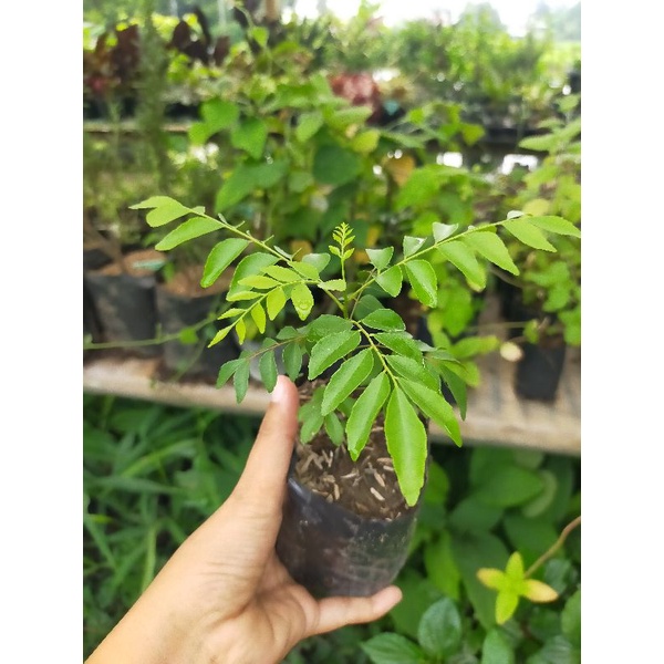 Jual Bibit Tanaman Daun Kari/daun temuru/salam Koja murah/2 bibit ...