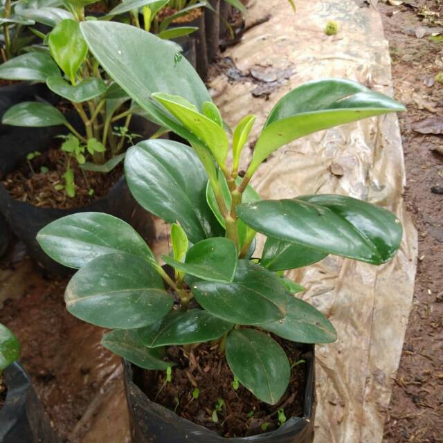 Jual Tanaman hias teplan hijau - jade plant | Shopee Indonesia