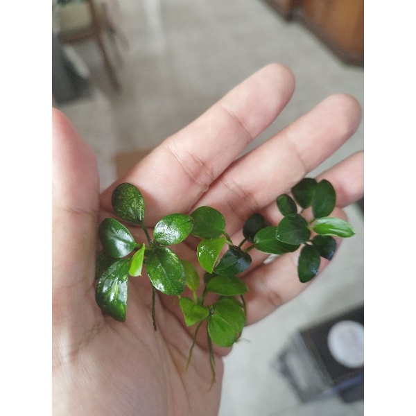 Jual Anubias Murce paket (Paket berisi Anubias Petite, Anubias Panda ...