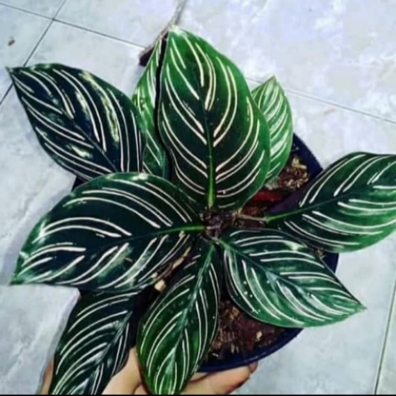 Jual Tanaman Hias Chalatea Ornata Pohon Kalatea Ornata | Shopee Indonesia