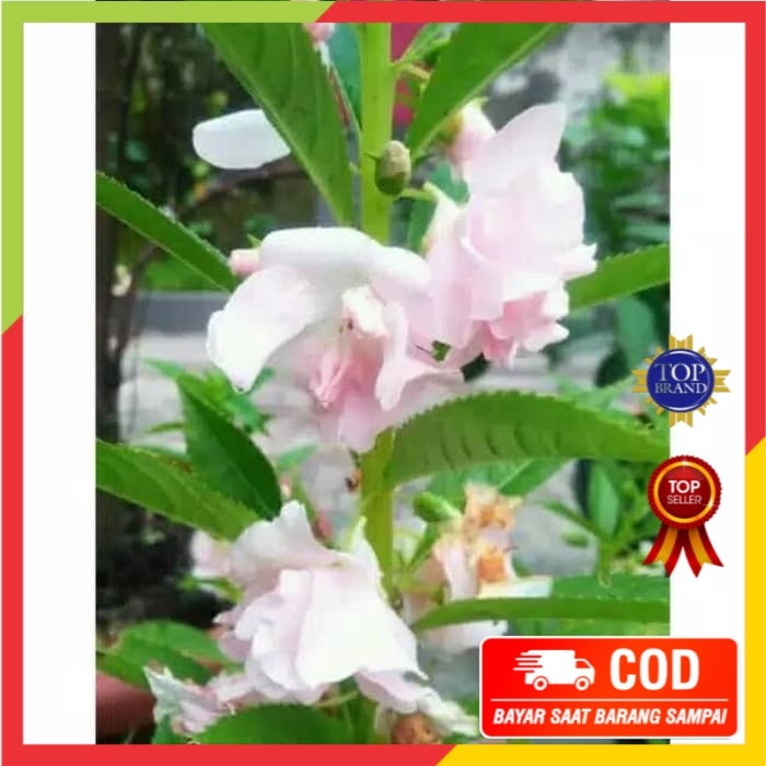 Jual GreenlapakBenih Biji Butir Bunga Pacar Air Tumpuk putih 15 ...