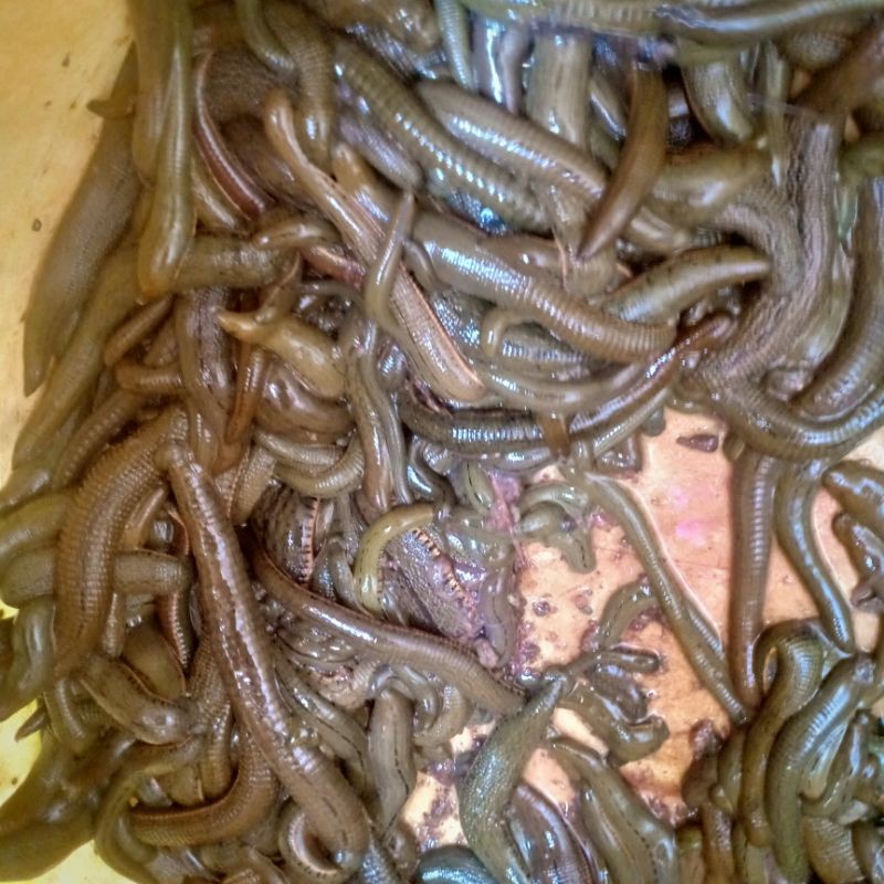 Jual LINTAH TERAPI MIN 30 EKOR WAJIB KLIK PACKING | Shopee Indonesia