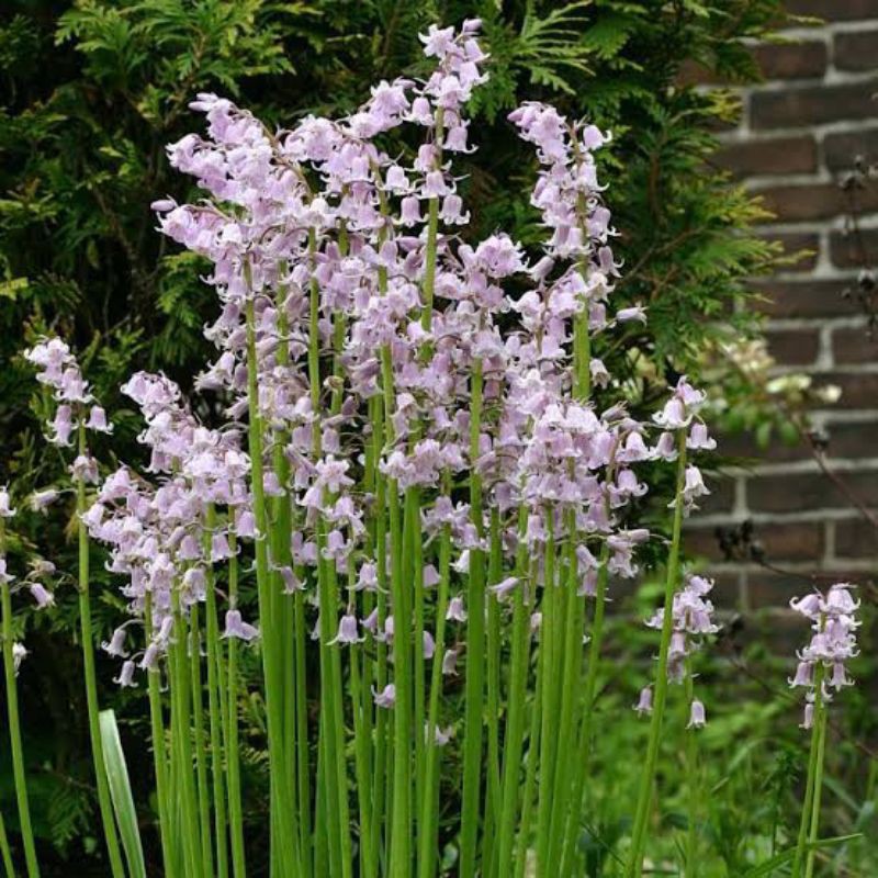 Jual anggrek_Eria_Hyacinthoides | Shopee Indonesia