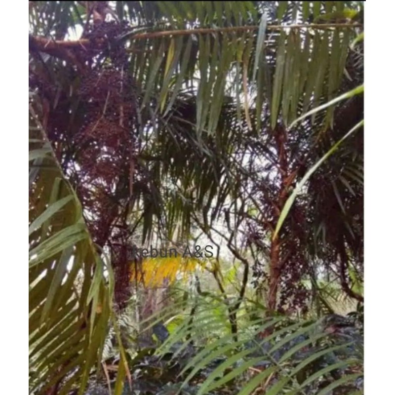 Jual Buah JERNANG, buah jernang merah herbal 500gram | Shopee Indonesia