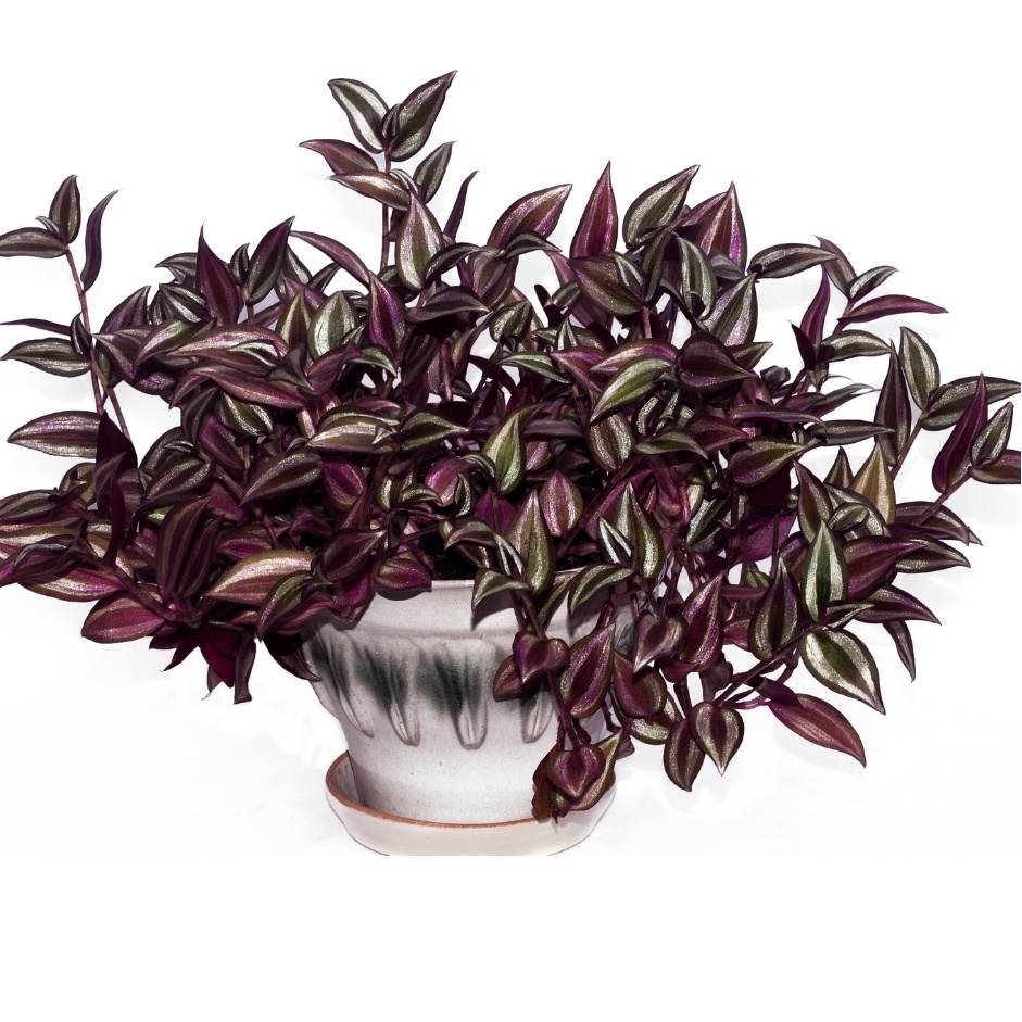 Jual Tanaman hias tradescantia zebrina pendula - gewor ungu | Jenis ...
