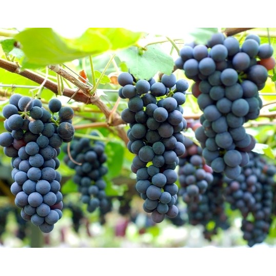 Jual 3 Benih Biji Buah Anggur Hitam Import | Shopee Indonesia