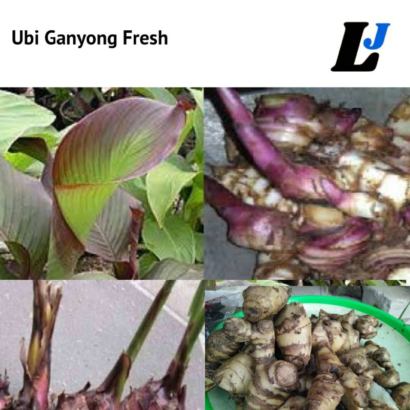 Jual Ubi Ganyong Fresh Super Original 1kg | Shopee Indonesia