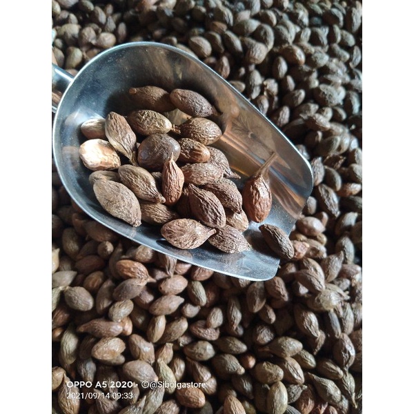 Jual Buah Tempayang kering 1000 gr | Shopee Indonesia