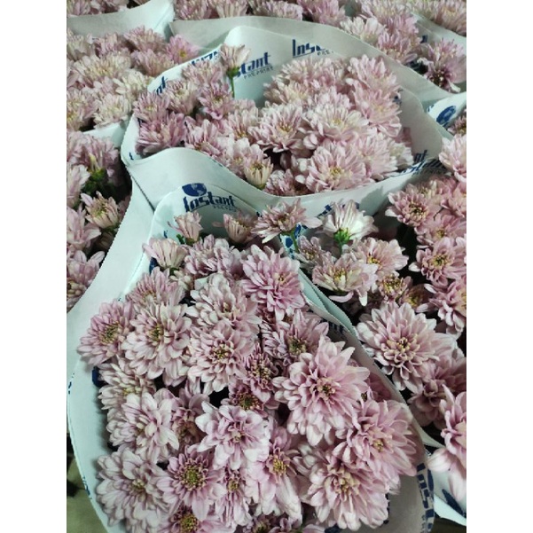 Jual Bunga Jimla / krisan spray Fresh | Shopee Indonesia