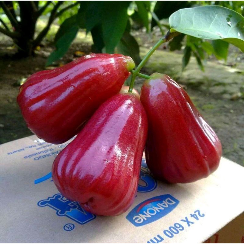 Jual Bibit tanaman jambu citra merah asli okulasi super | Shopee Indonesia