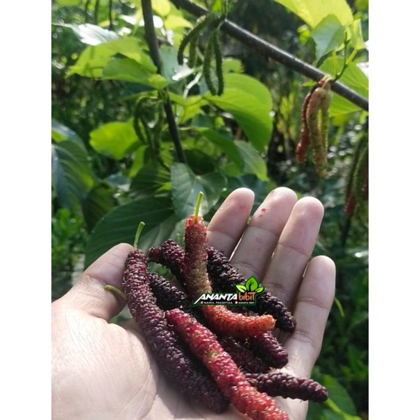 Jual Murbei long | Murbei panjang | Shopee Indonesia