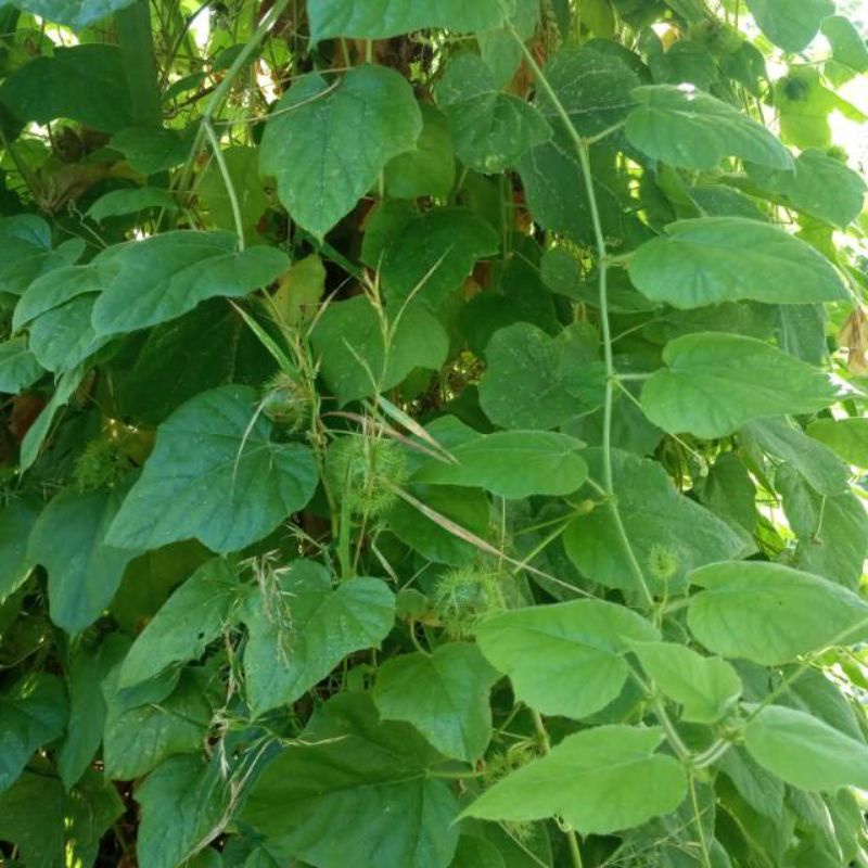 Jual Daun Rambusa Segar 50 Lembar | Shopee Indonesia