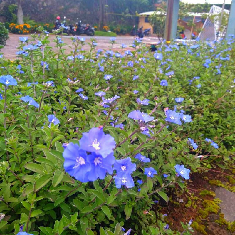 Jual Tanaman Bunga Blue Eyes Tanaman Kembang Blue Eyes Baby Blue Eyes ...