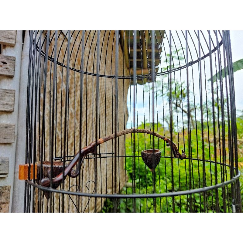 Jual Tangkringan burung pleci sangkar holopet ukuran 23cm asem bali ...