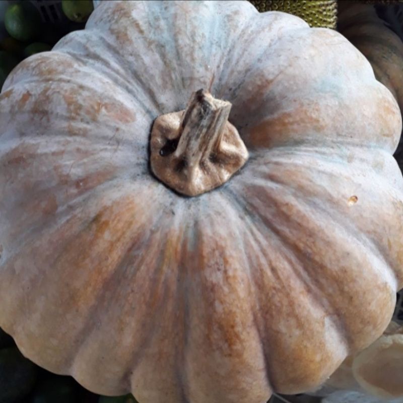 Jual Labu Kuning Berat 2 kg (Pengiriman Medan) | Shopee Indonesia