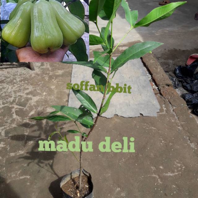 Jual jambu madu deli | Shopee Indonesia