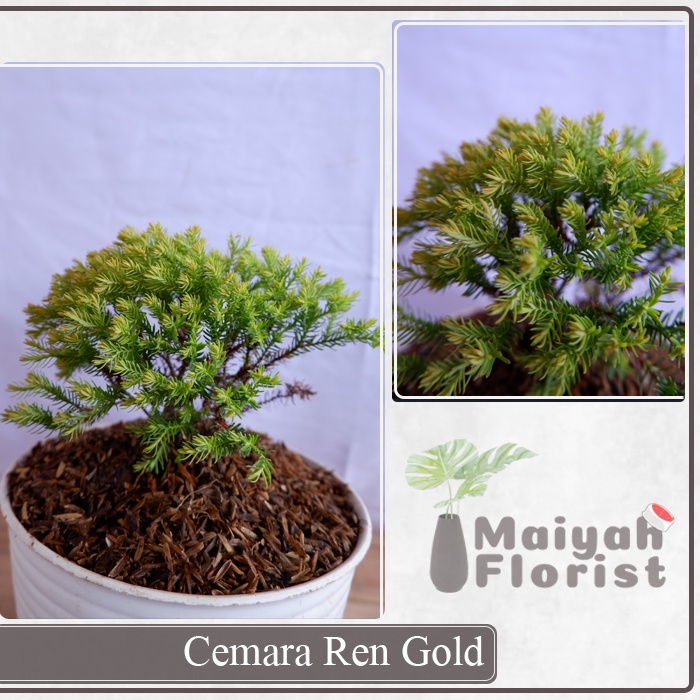 Jual Cemara Ren Gold - Cemara Kuning - Golden - Tanaman Hias | Shopee ...