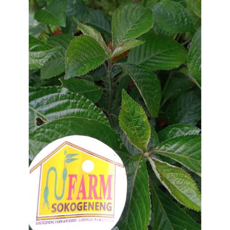 Jual daun keji beling keci beling per 250 gr peluruh kencing batu ...