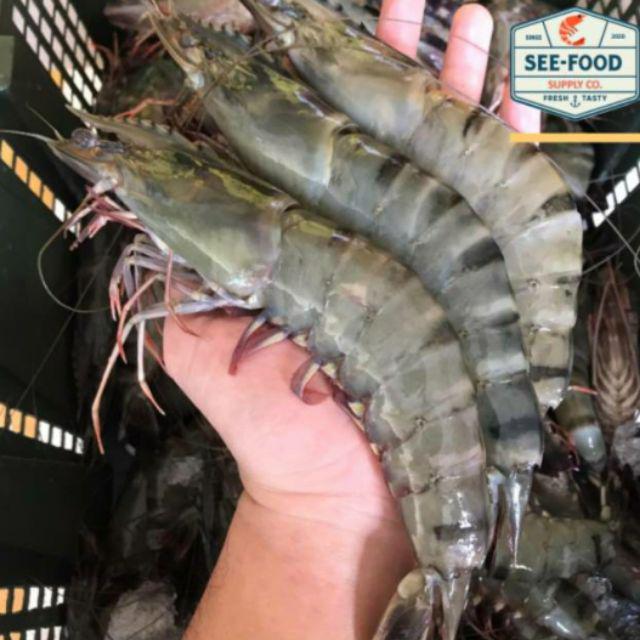 Jual Udang Murah 1/2 kg Pasar udang vannamei udang tiger udang pacet ...