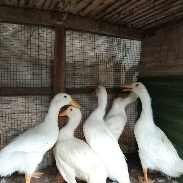 Jual Bebek Hibrida Hidup | Shopee Indonesia