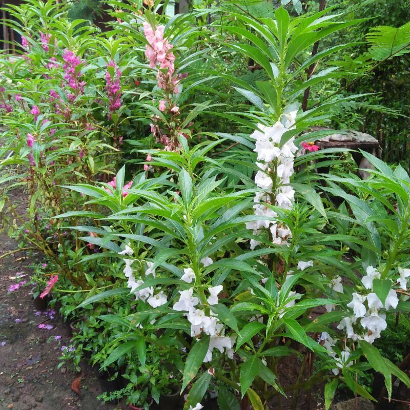 Jual Bibit Tanaman Bunga Pacar Air warna random | Shopee Indonesia