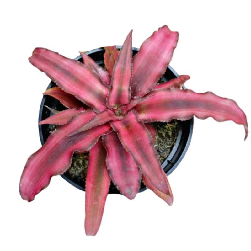 Jual cryptanthus red star|cryptanthus merah|cryptanthus bivittatus red ...