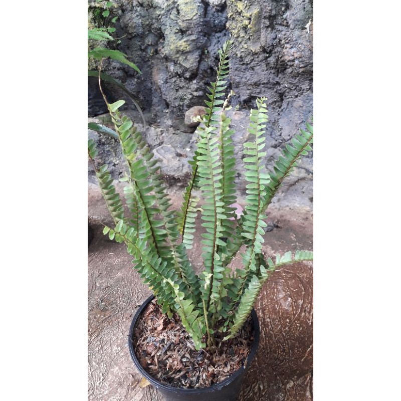 Jual pakis kelabang mini daun kecil | Shopee Indonesia