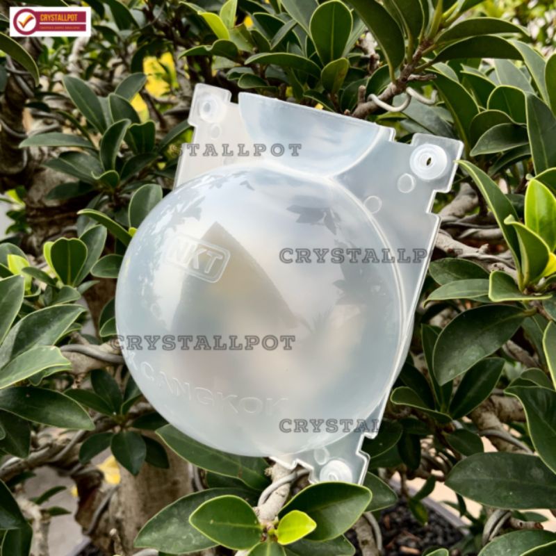 Jual Tempat pot wadah nkt box media cangkok 8 cm bening - SATUAN KECIL ...