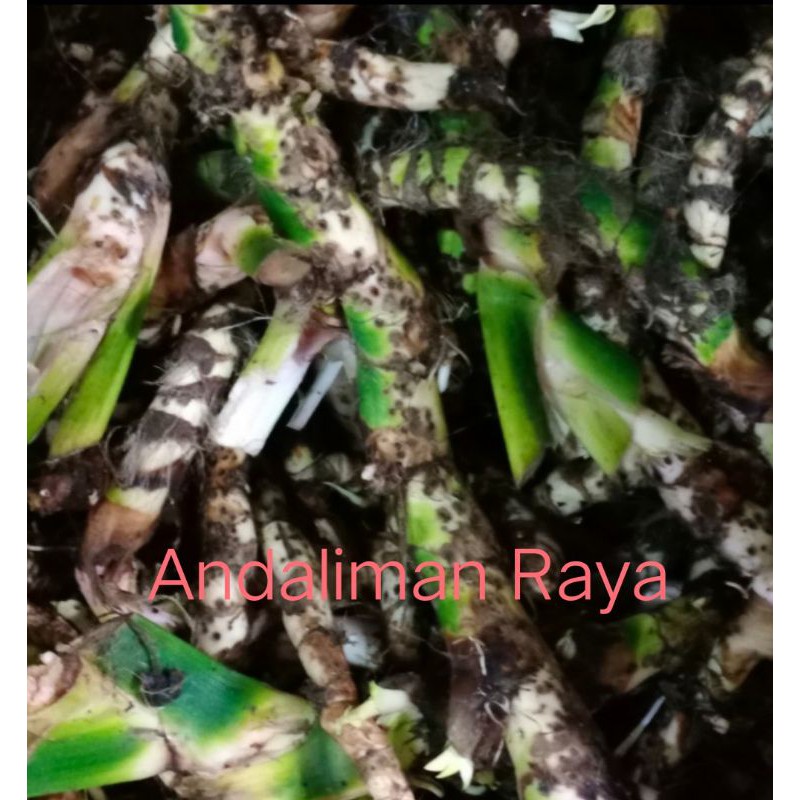 Jual Jerango 250 gram | Shopee Indonesia