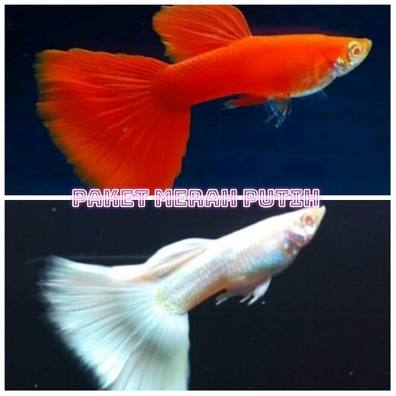 Jual PAKET MERAH PUTIH IKAN GUPPY AFR & AFP | Shopee Indonesia