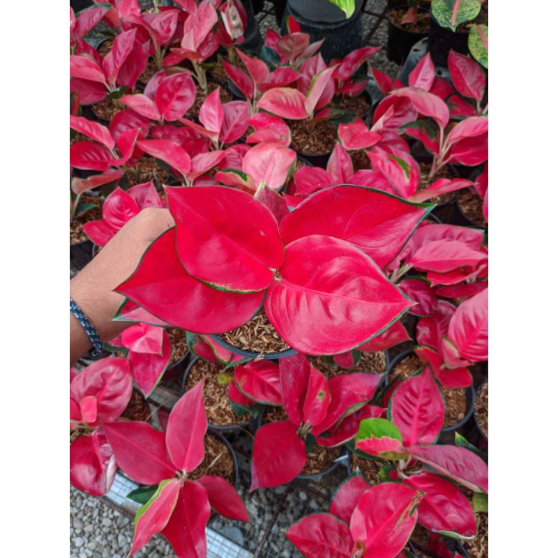 Jual Suksom dan Red Anja Pesanan | Shopee Indonesia