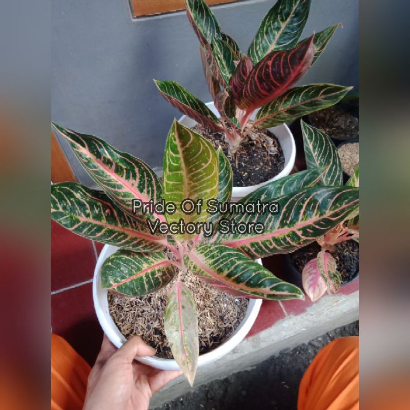 Jual Indukan Aglonema Red Sumatra | Redsum | Pride Of Sumatra Siap di ...