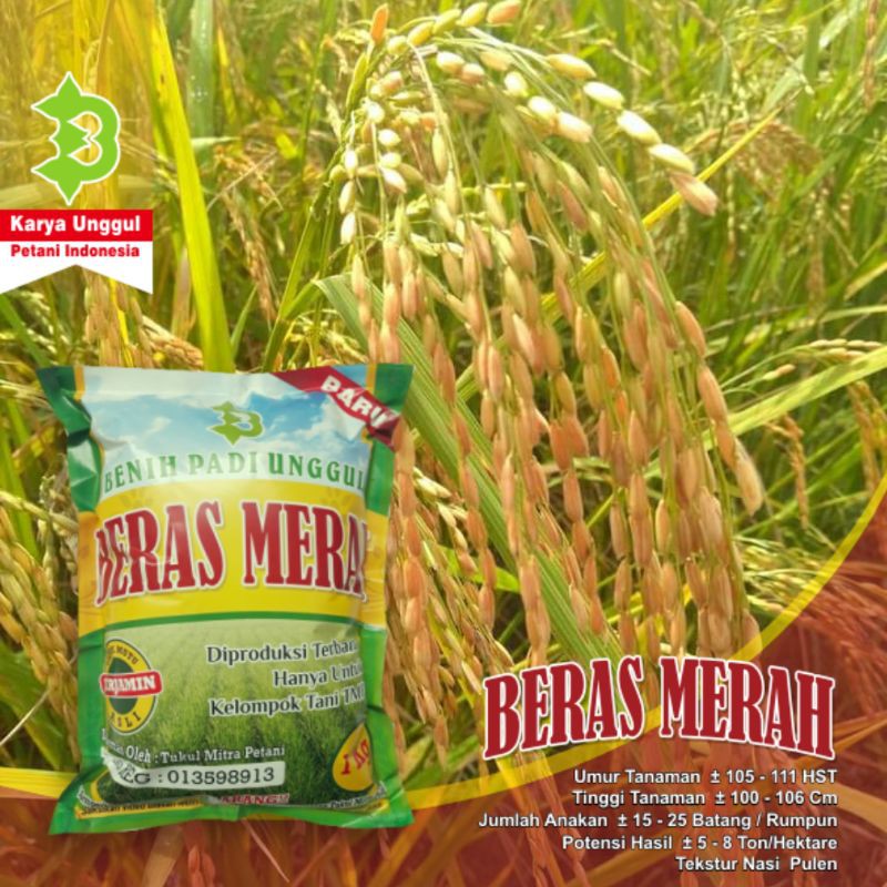 Jual Padi Beras Merah Unggul | Shopee Indonesia