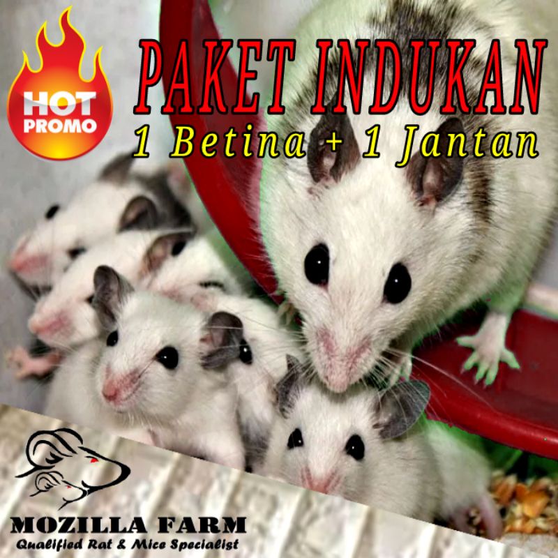 Jual Tikus ASF / ASF Rat / African Soft Fur Rat Indukan ( 1 Pair ...