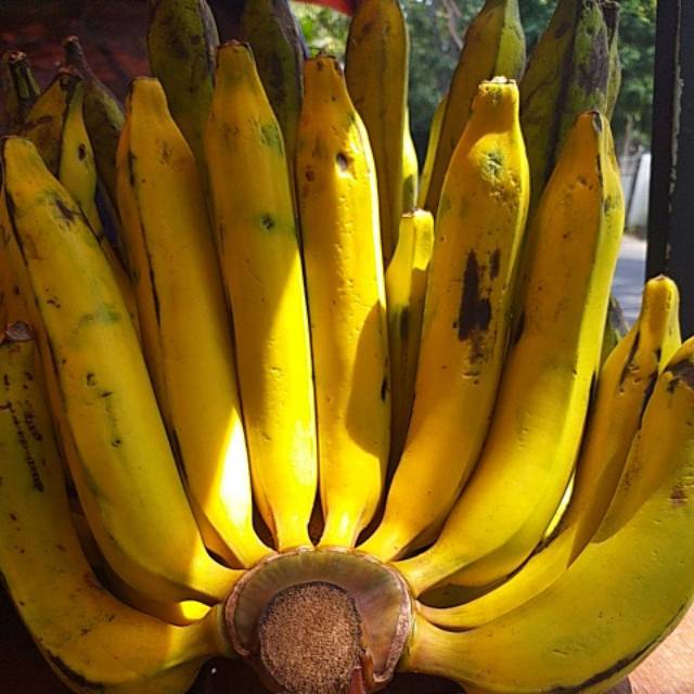 Jual Pisang kayu lembah G.rinjani | Shopee Indonesia