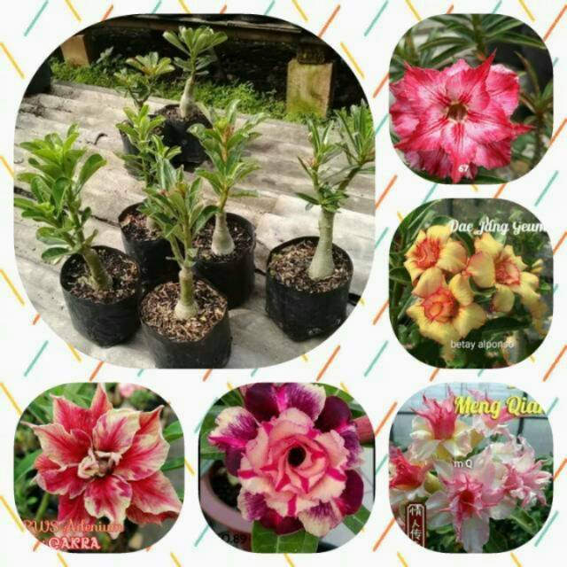 Jual Paket 5 Bibit Tanaman Hias Kamboja Adenium Adenium Bunga Tumpuk