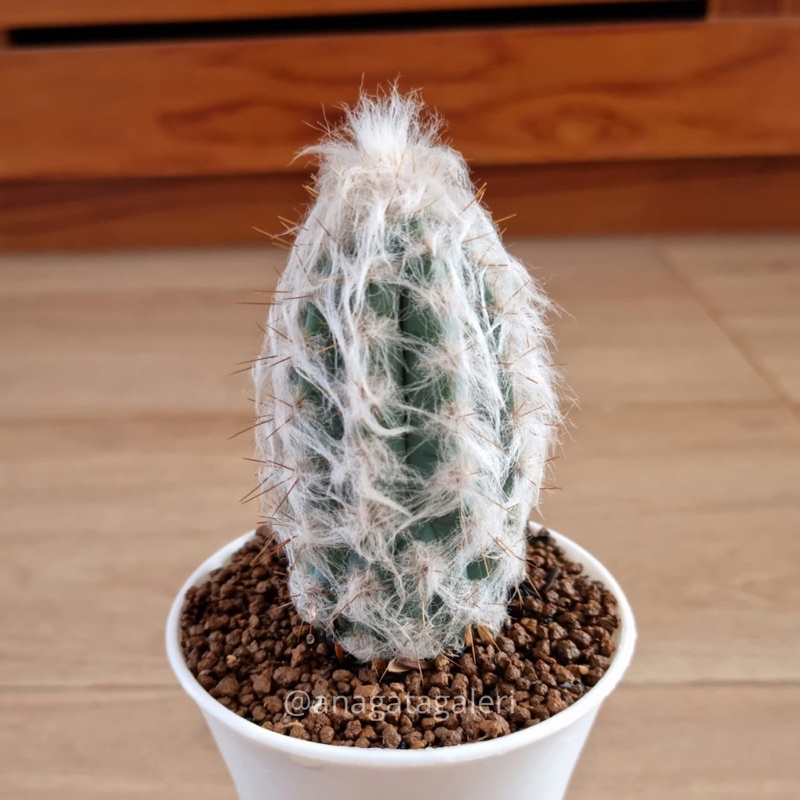Jual Pilosocereus Palmeri | Kaktus Gymno Euphorbia | Shopee Indonesia