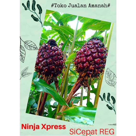 Jual PROMO Buah Honje Merah/Buah Rombeh /1 BUAH = 500 Gram FRESS ASLI ...