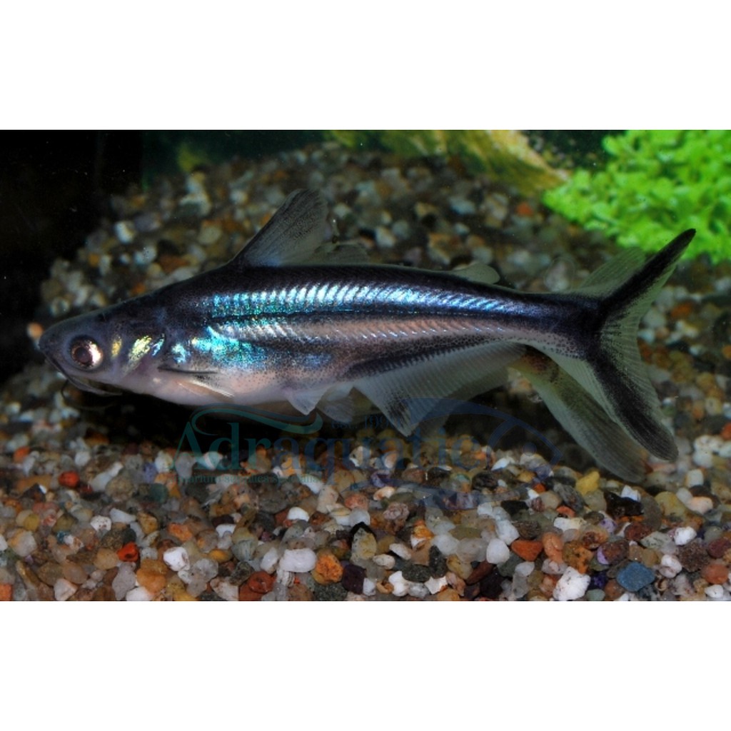 Jual (INSTANT BANDUNG) IKAN HIAS PANGASIUS PATIN CATFISH IRIDESCENT ...